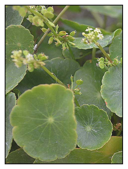 Mangkok Hydrocotyle Vulgaris Marsh Pennywort Philippine Medicinal Mangkok Hydrocotyle Vulgaris Marsh Pennywort Philippine Medicinal