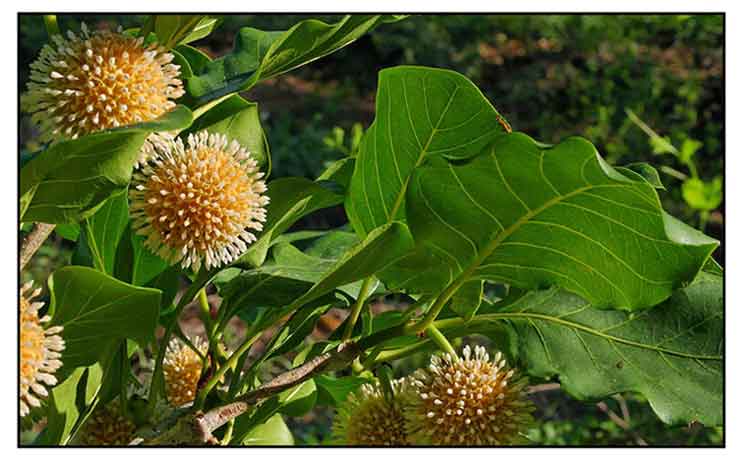 Bangkal / Nauclea orientalis / Leichhardt pine : Philippine Medicinal ...