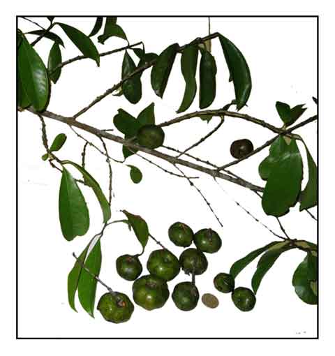 Binukaw, Garcinia binucao, BATUAN FRUIT/ Alternative Medicine