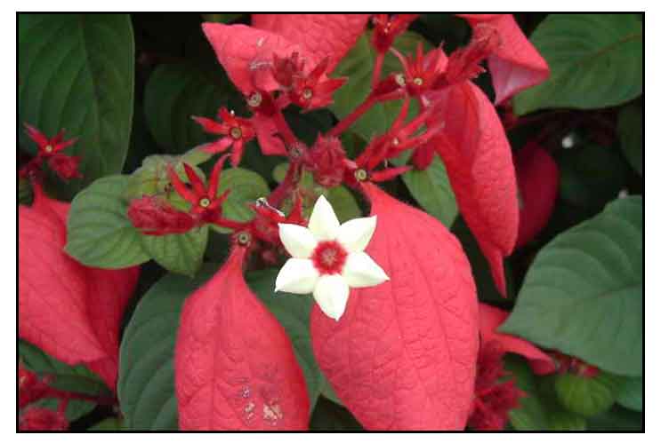 Doña Trining, Mussaenda erythrophylla Schum. & Thonn., RED FLAG BUSH ...