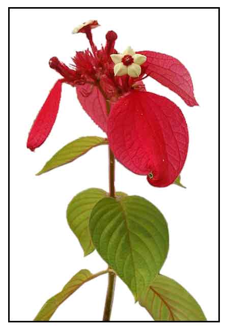 Doña Trining, Mussaenda erythrophylla Schum. & Thonn., RED FLAG BUSH ...