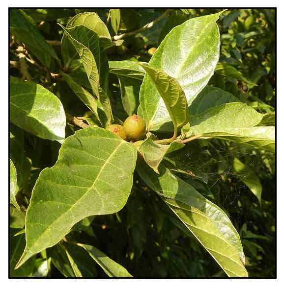 Pakiling, Ficus odorata / Philippine Medicinal Herbs / Alternative ...