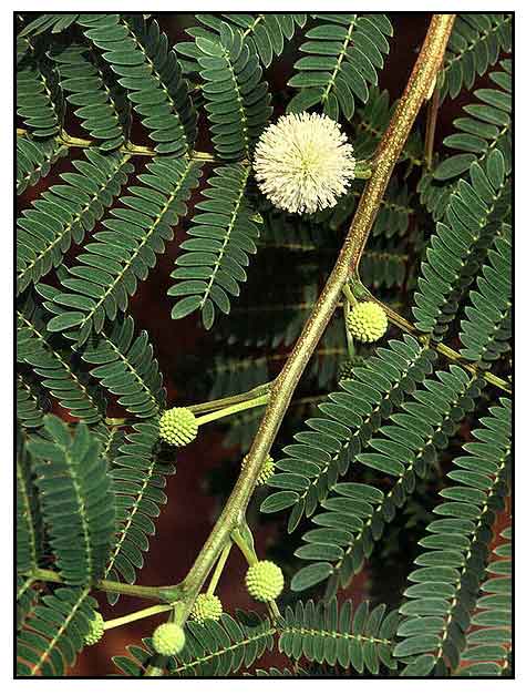 Ipil-ipil, Leucaena glauca, Santa Elena, Yin he huan: Herbal Therapy ...