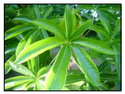 Kalumpang, Sterculia foetida, wild almond, Xiang ping po: Philippine ...