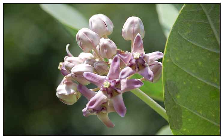 Kapal-kapal, Calotropis gigantea, GIGANTIC SWALLOW-WORT : Philippine ...