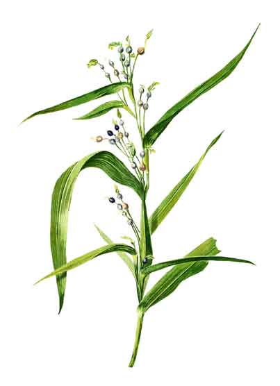 Katigbi / Coix lachryma Linn./ JOB'S TEARS: Herbal Therapy ...