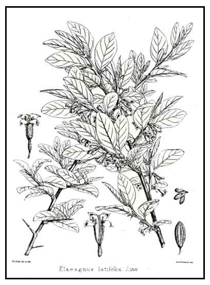 Lingaro, Elaeagnus philippensis Perr.: Philippine Medicinal Herbs ...