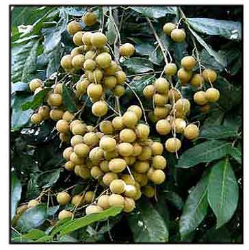 Longan, Dimocarpus longan Lour. DRAGON'S EYE / Alternative Medicine