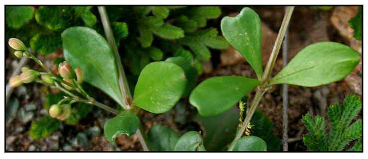 Malagoso, Mollugo pentaphylla, ITCH PLANT, Di ma huang: Philippine ...