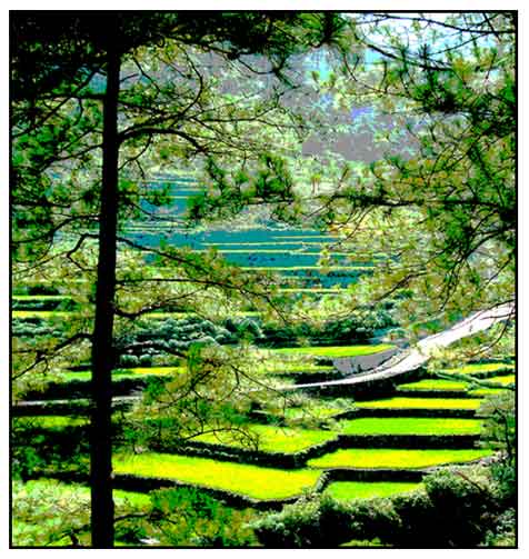A Trip to Sagada / Rice Terraces / StuartXchange