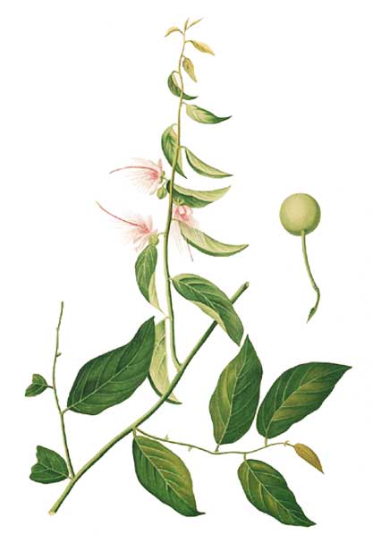 Salimbagat / Capparis micracantha DC, Caper thorn: Philippine Medicinal ...